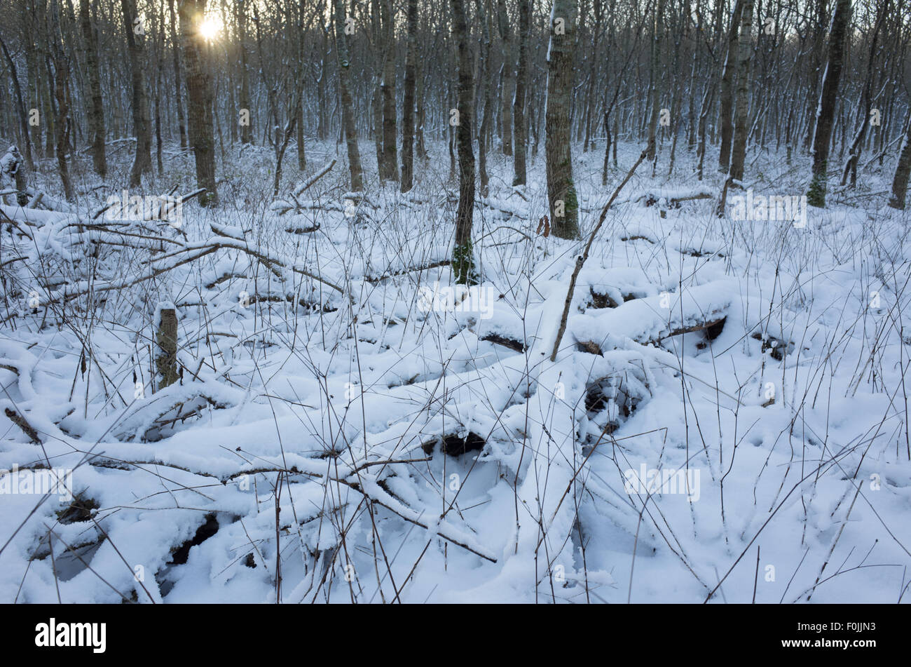 snow on trees in Denmark Stock Photo - Alamy
