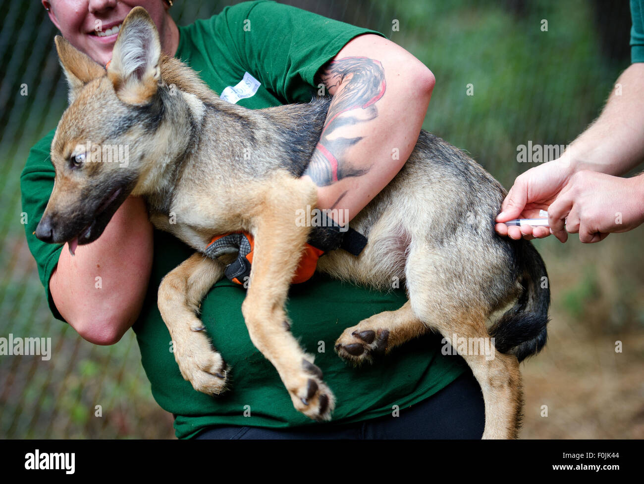 Hanau, Germany. 17th Aug, 2015. Animal care attendant trainee Selina ...