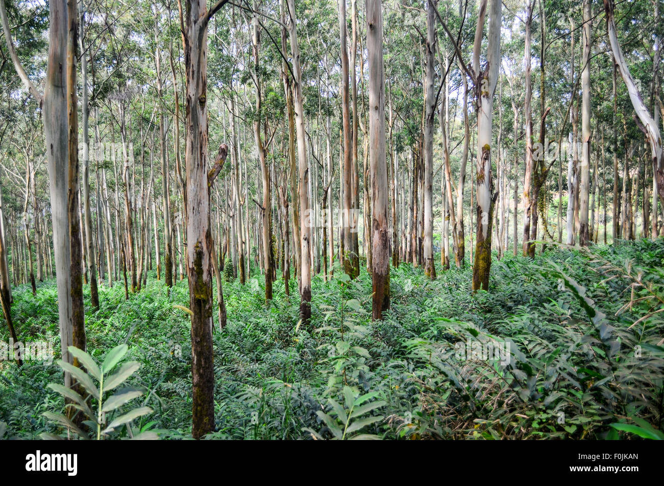 Tree plantation in Cameroon Stock Photo - Alamy
