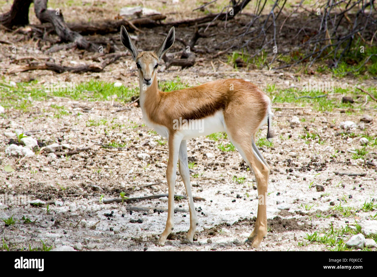 Baby Springbok at Ethosa National Park, Namibia Stock Photo - Alamy