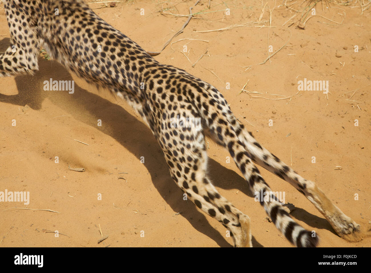 Cheetah chasing it's prey at full speed, Namibia Stock Photo - Alamy