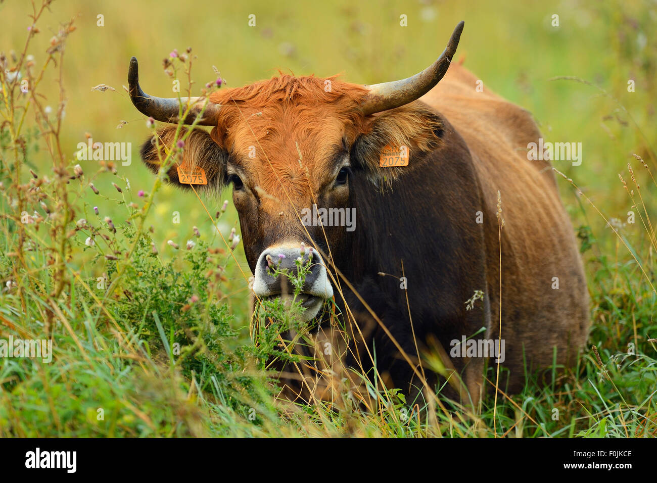 Bos foundation hi-res stock photography and images - Alamy
