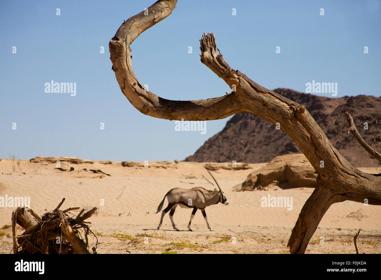 Gemsbok near Puros, Conservation area in Kaokoland - Namibia Stock ...
