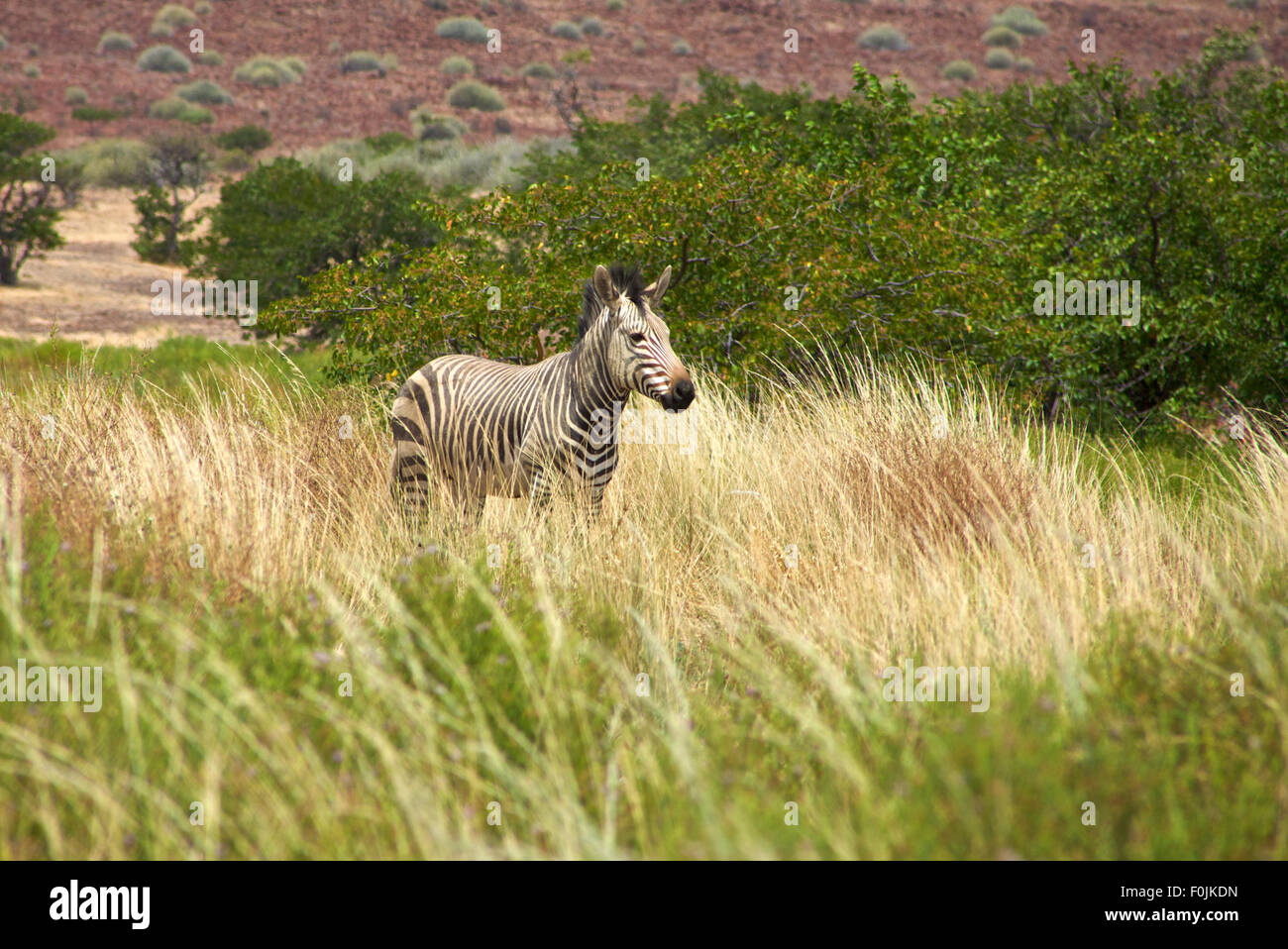 Zebra alone in the bush and watching for an eventual danger Stock Photo ...