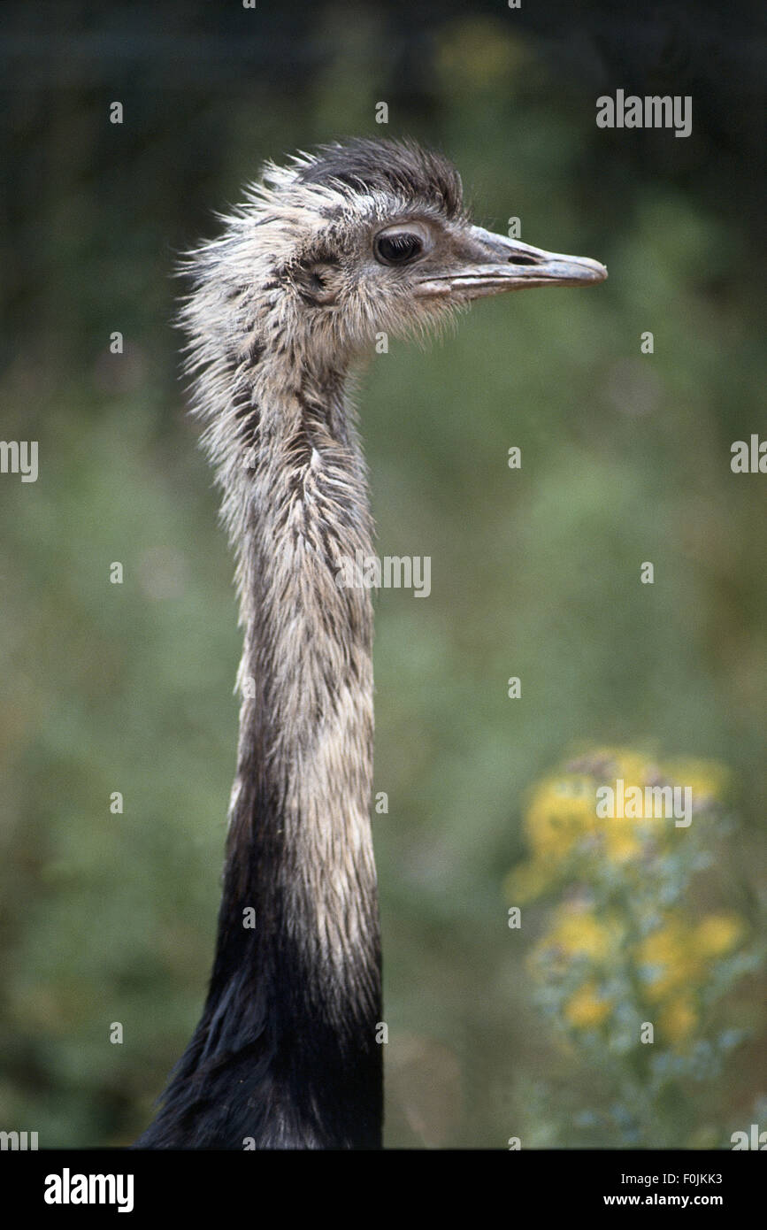 Ostrich head and neck Stock Photo - Alamy