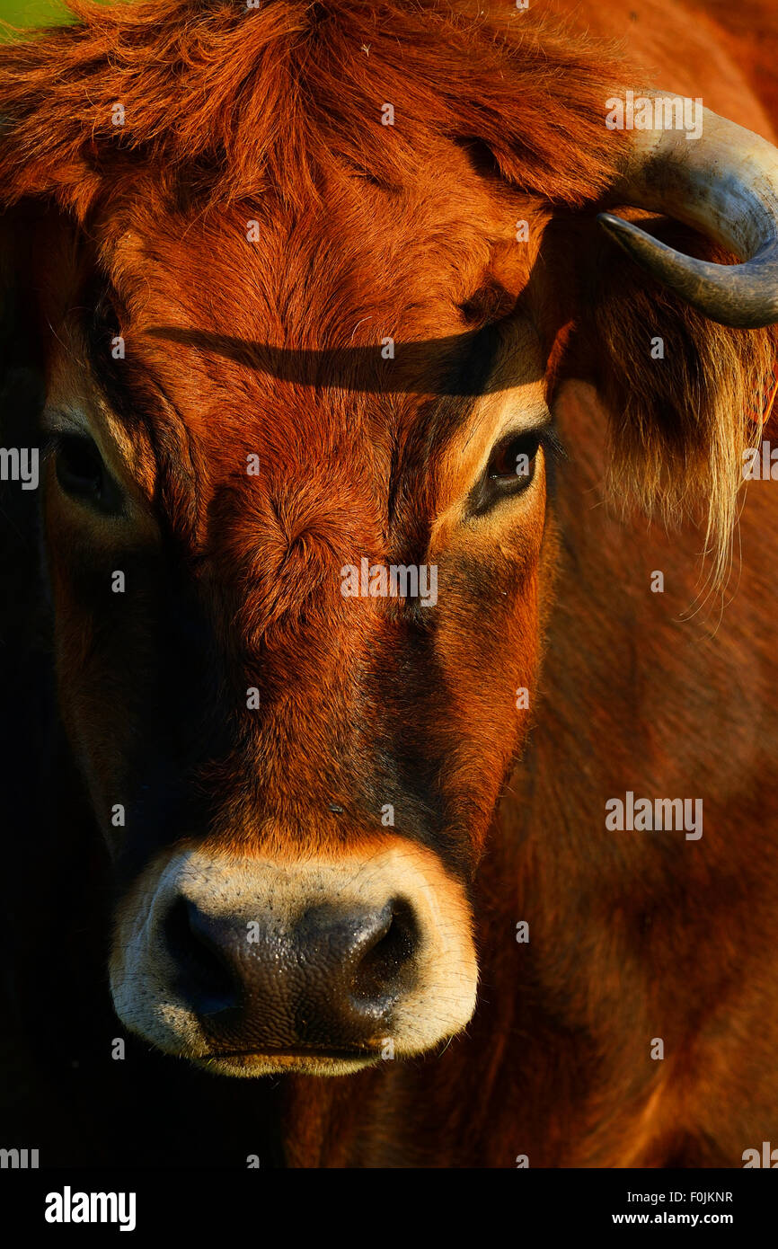 Bos foundation hi-res stock photography and images - Alamy