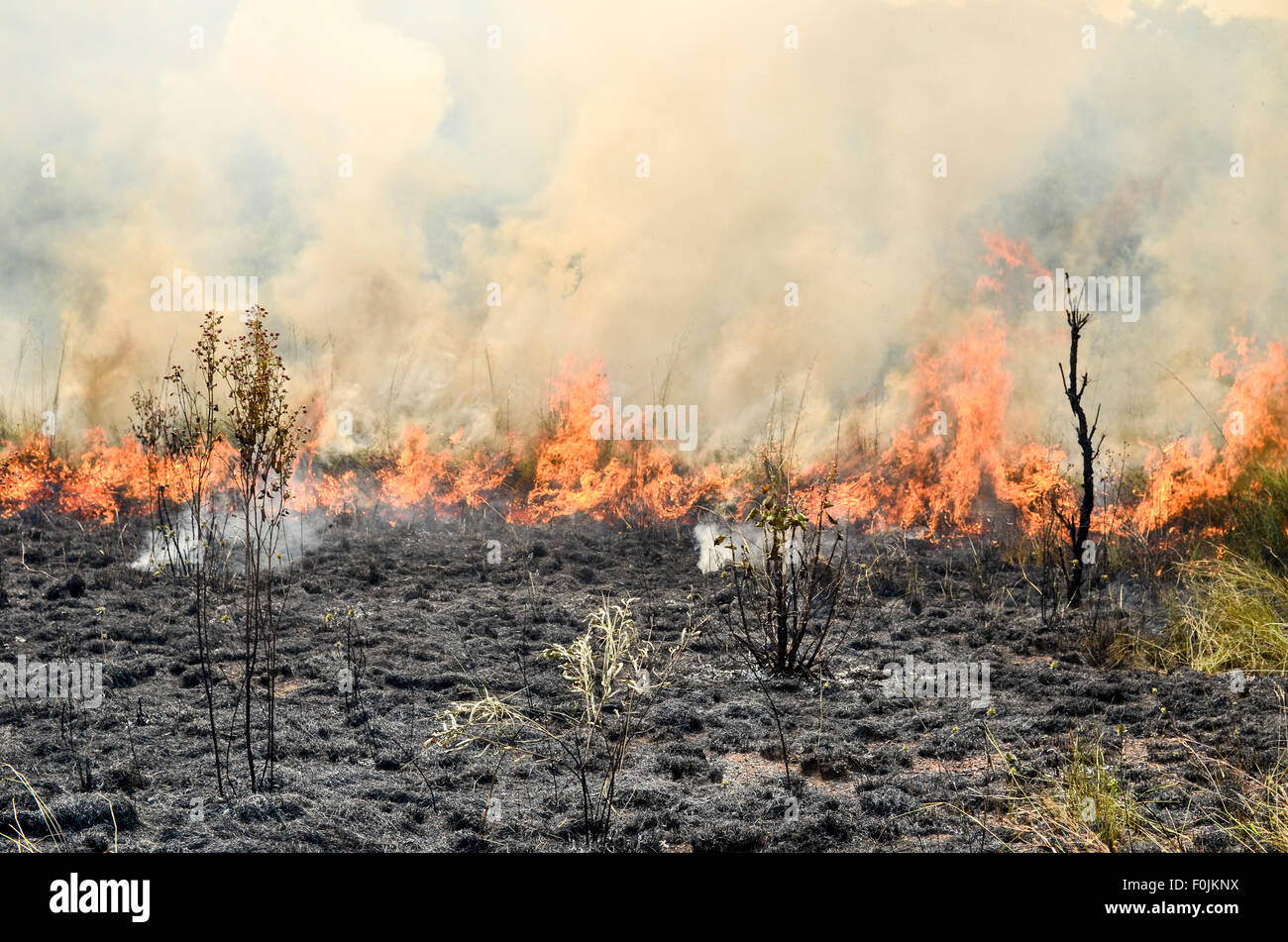 Stubble burning with controlled fires in a reserve in Cameroon Stock ...