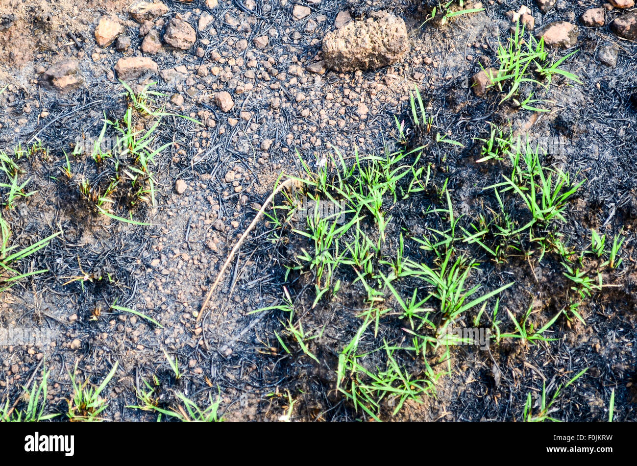 Grassroots fire hi-res stock photography and images - Alamy