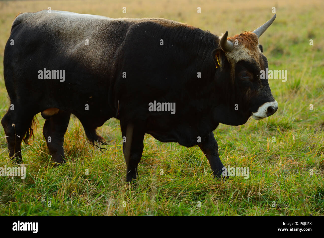Second generation cross-breed bull (Bos taurus) bred for the Aurochs ...