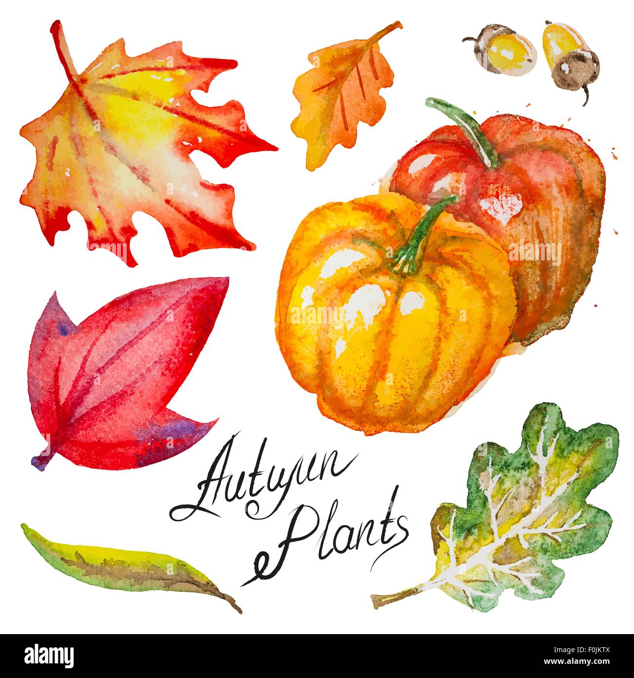 Vector autumn pumpkins,leaves and acorns Stock Vector Image & Art - Alamy