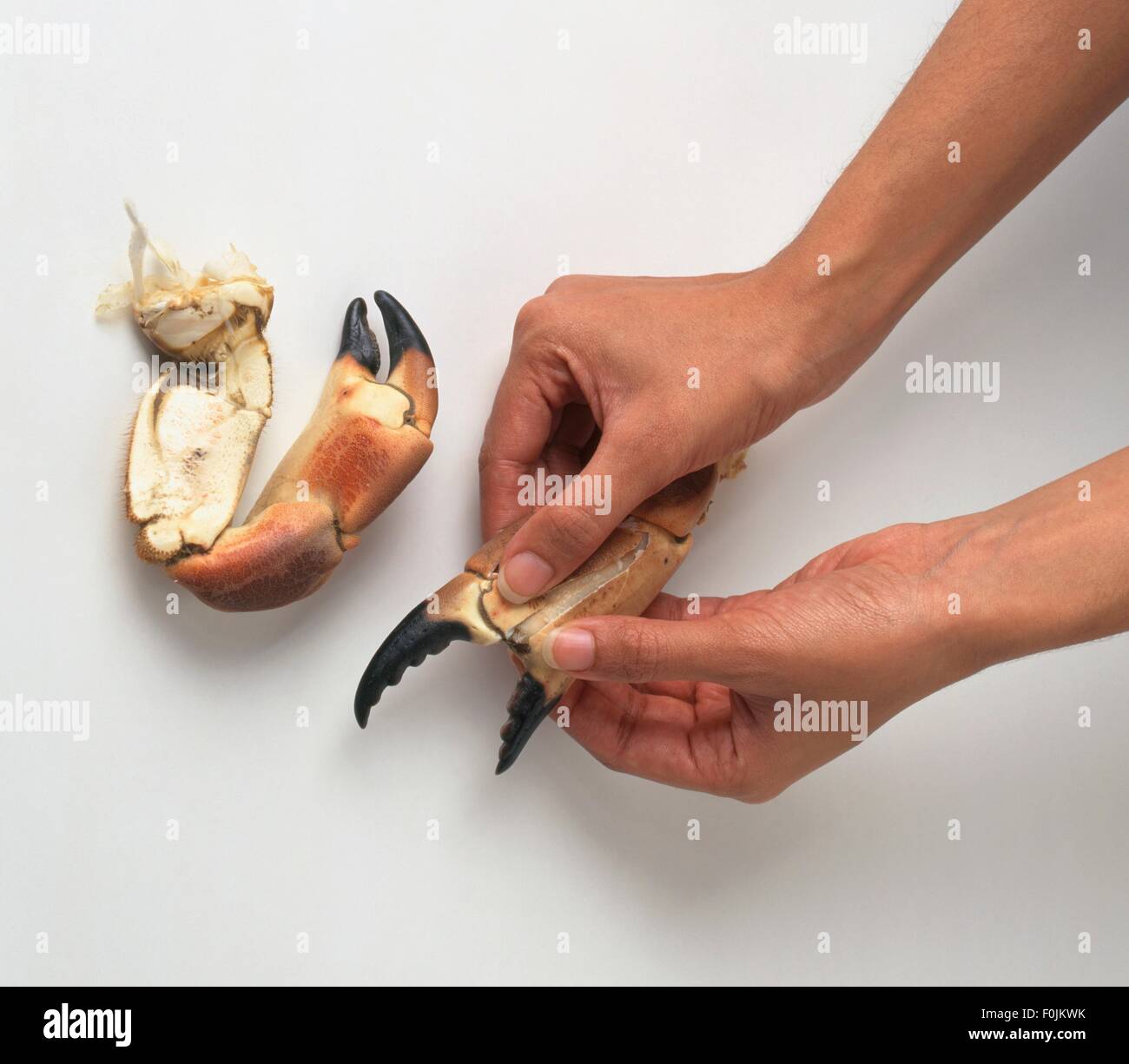 Shell using hi-res stock photography and images - Alamy