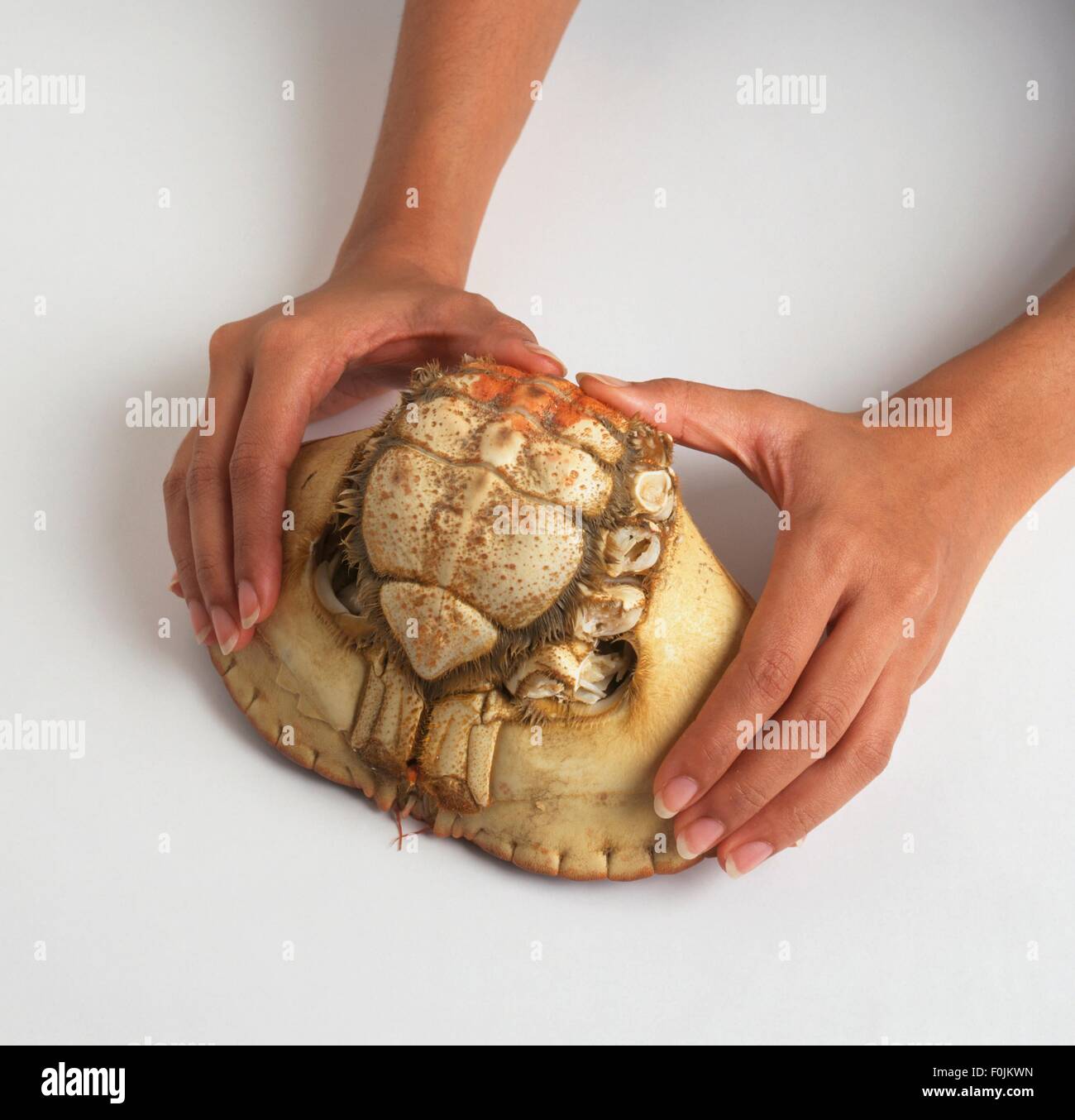 Shell using hi-res stock photography and images - Alamy