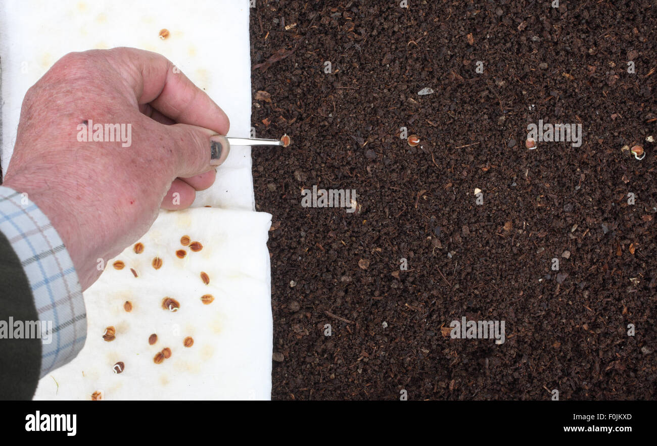 Planting pregerminated parsnip seeds Stock Photo - Alamy