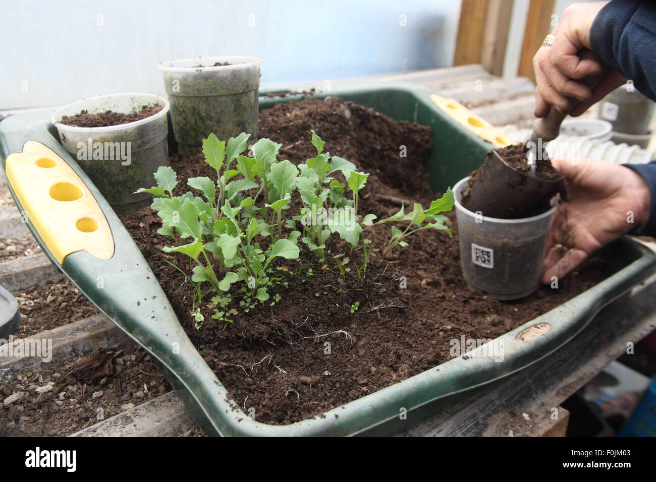 Transplanting broccoli plants step 1 partially fill the pots with soil ...