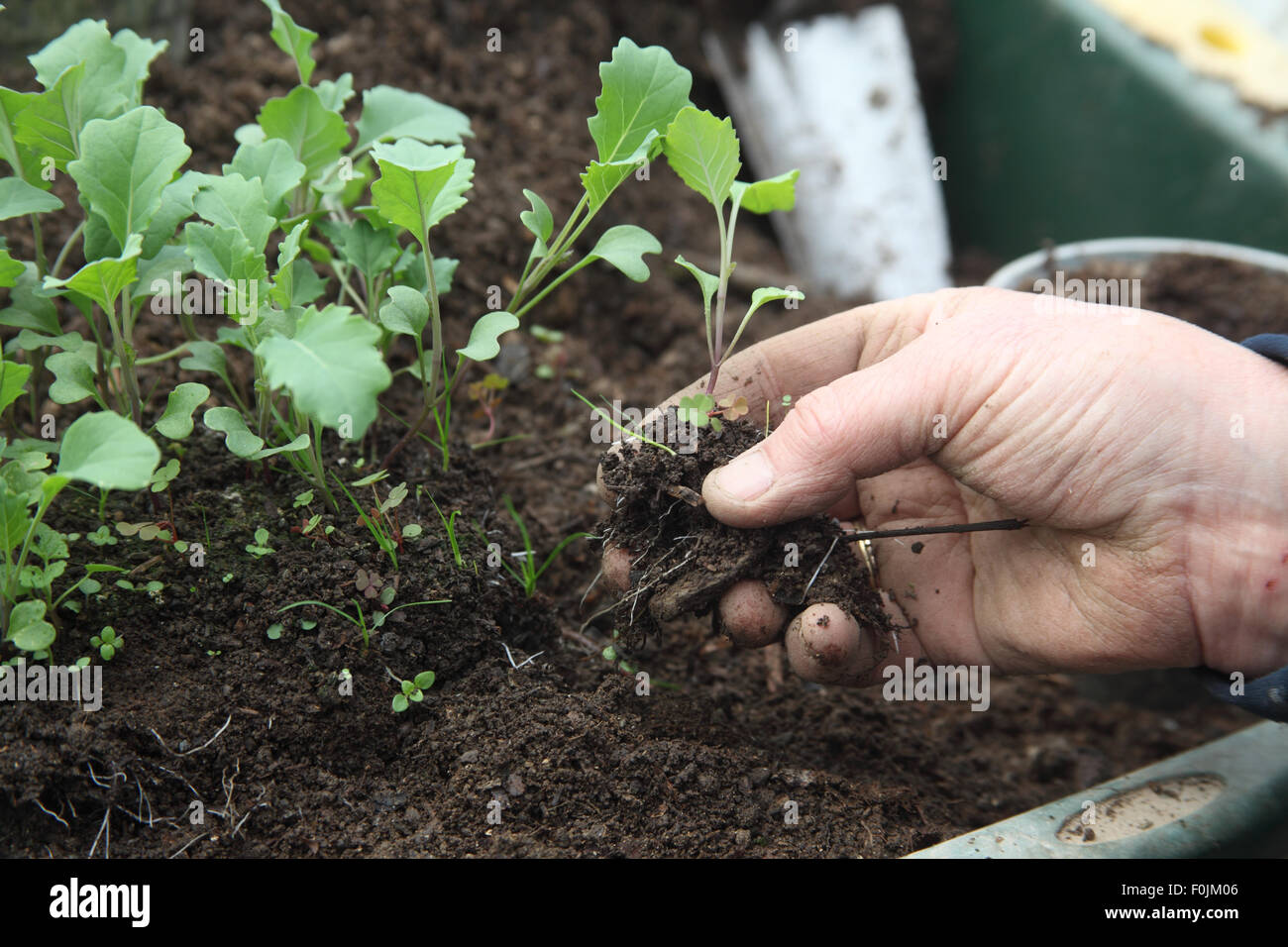 Broccoli Seedlings Falling Over