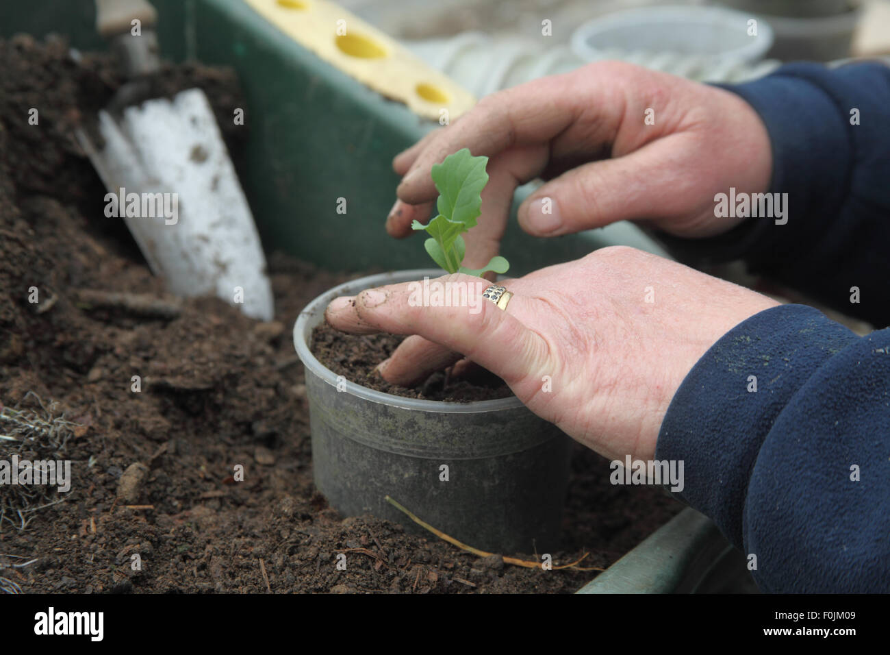 Transplanting broccoli plants step 4 firm down the soil round the plant ...