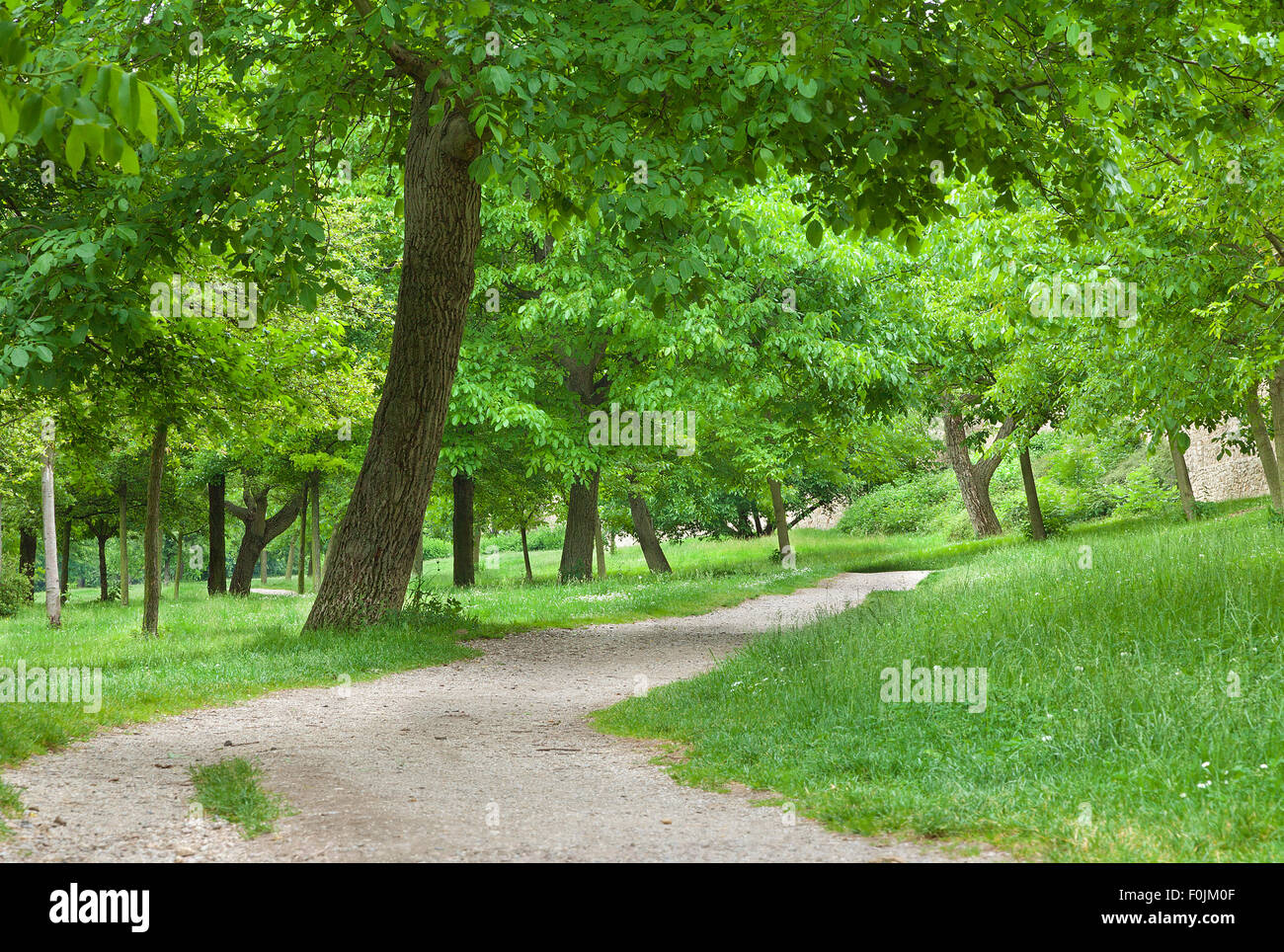 Disappearing tree hi-res stock photography and images - Alamy