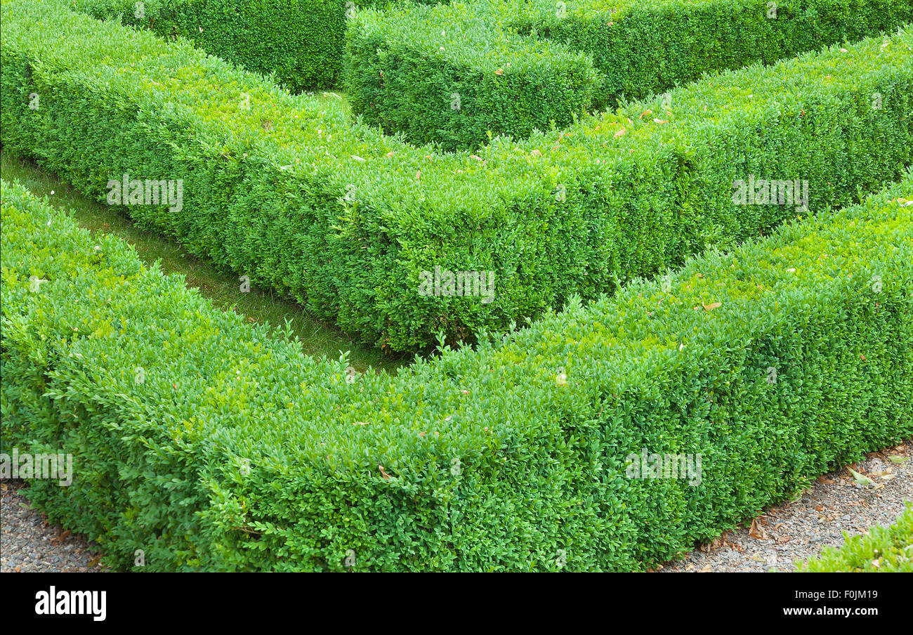 Privet hedge maze hi-res stock photography and images - Alamy