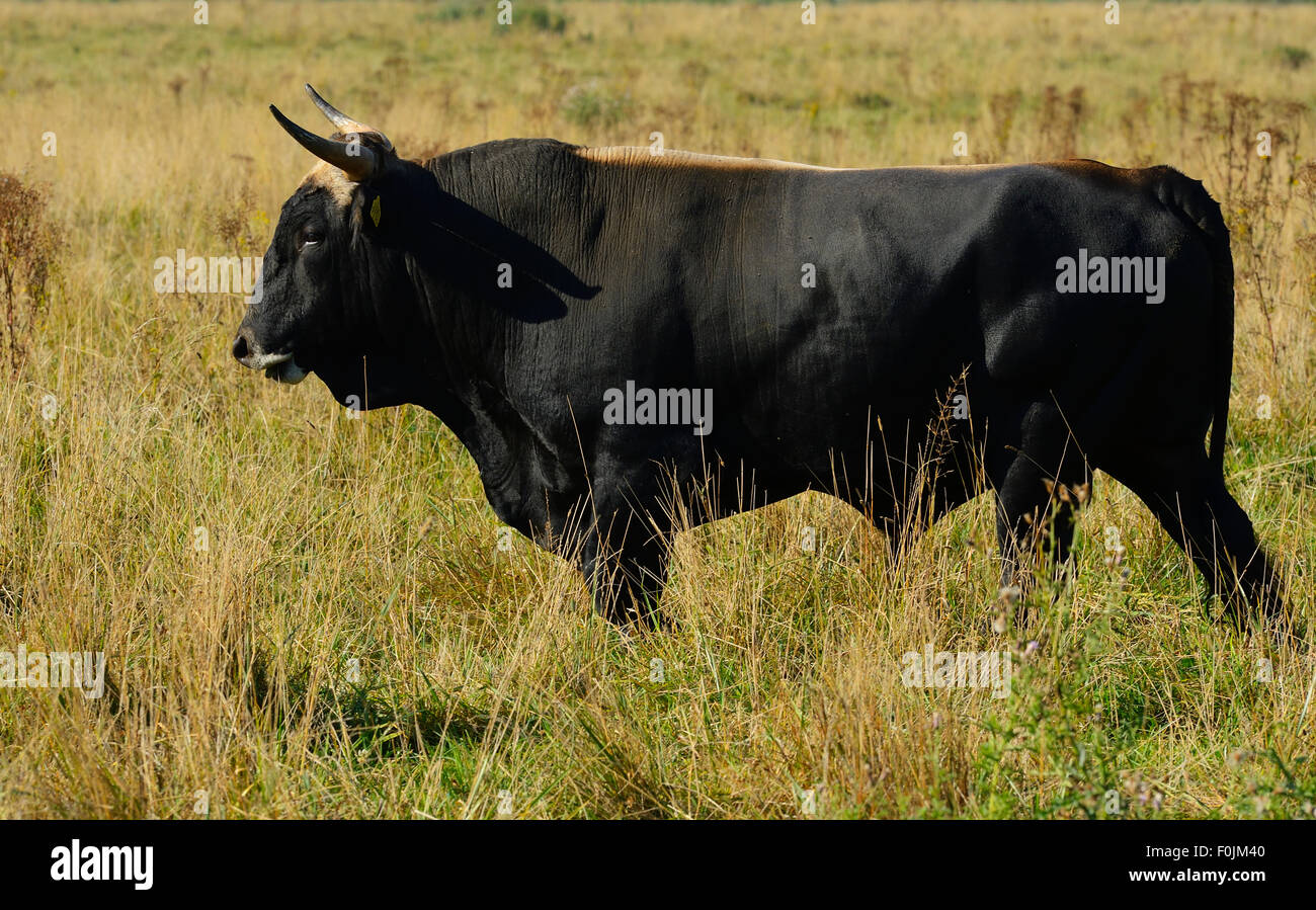 Second generation cross-breed bull (Bos taurus) profile, Aurochs ...