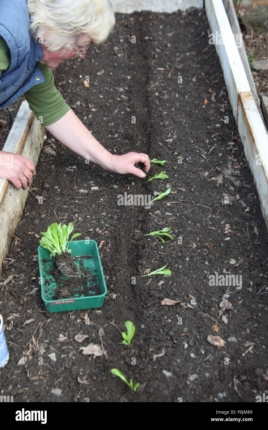 Transplanting lettuce step laying out the plants for planting Stock ...