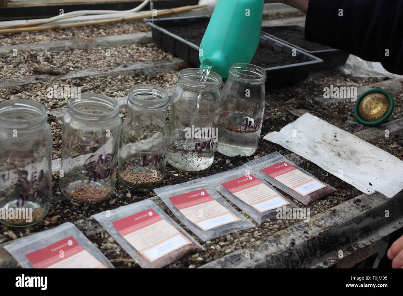 Growing trees requiring stratification from seed step3 half fill each ...