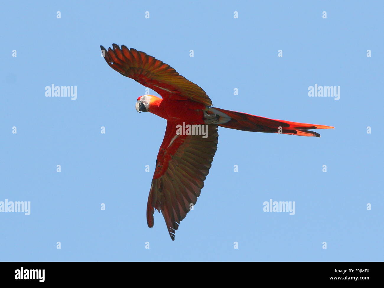 Scarlet macaws flying against hi-res stock photography and images - Alamy