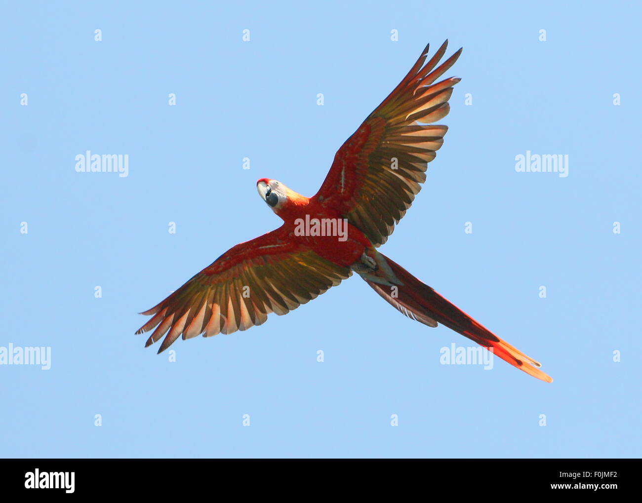 Scarlet macaw in flight hi-res stock photography and images - Alamy