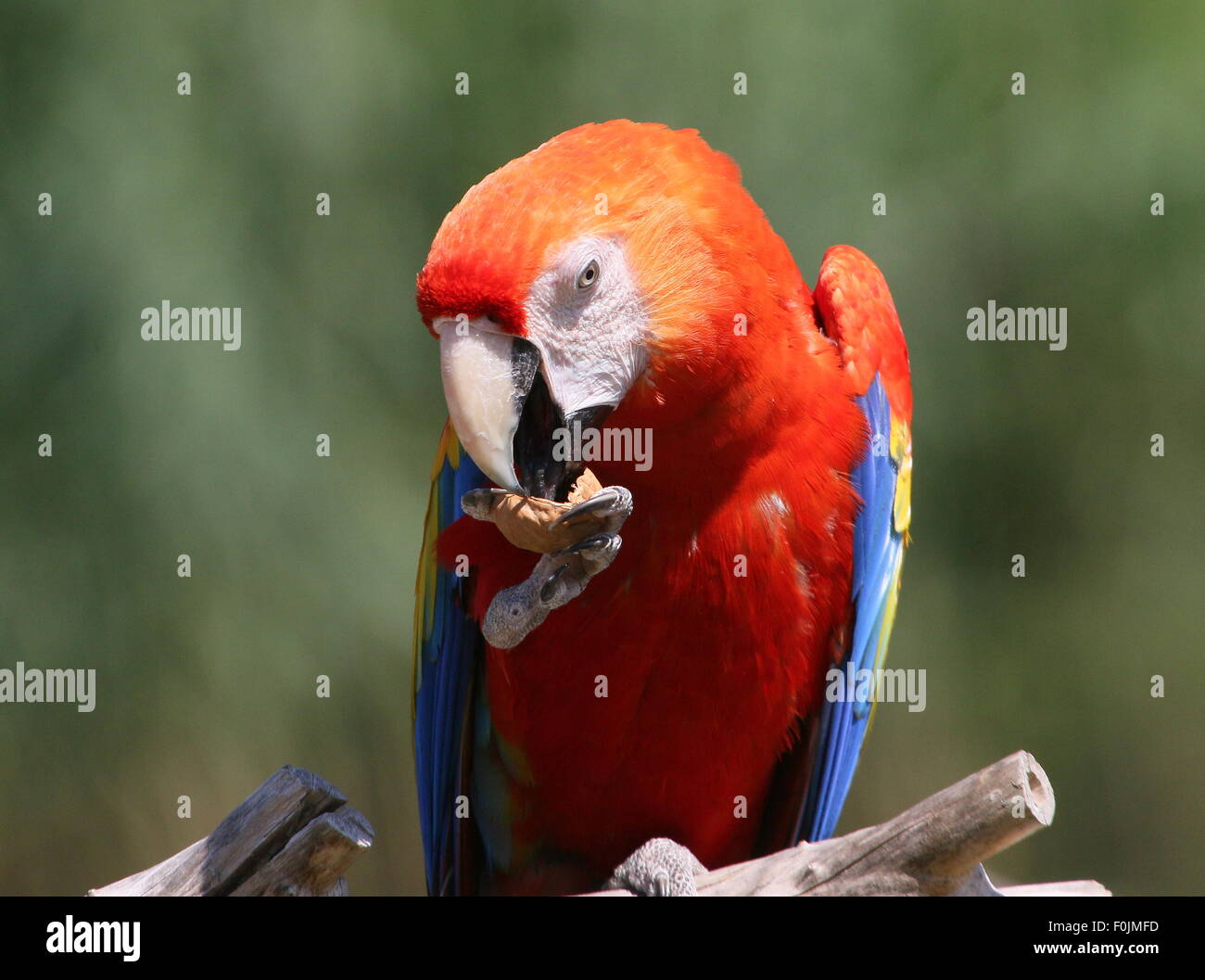 Scarlet macaw ara macao eating hi-res stock photography and images - Alamy