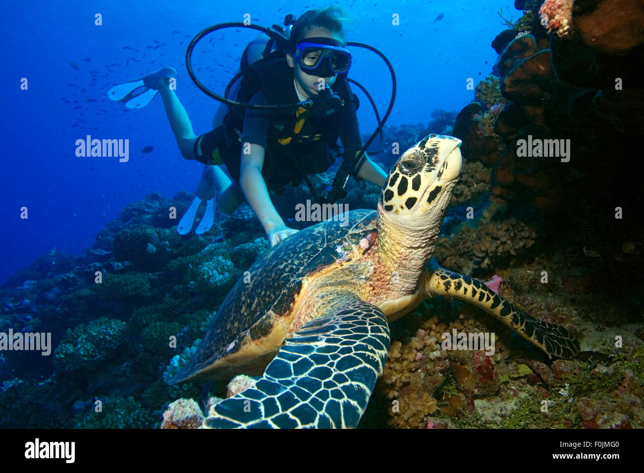 Diver sea turtle underwater hi-res stock photography and images - Alamy
