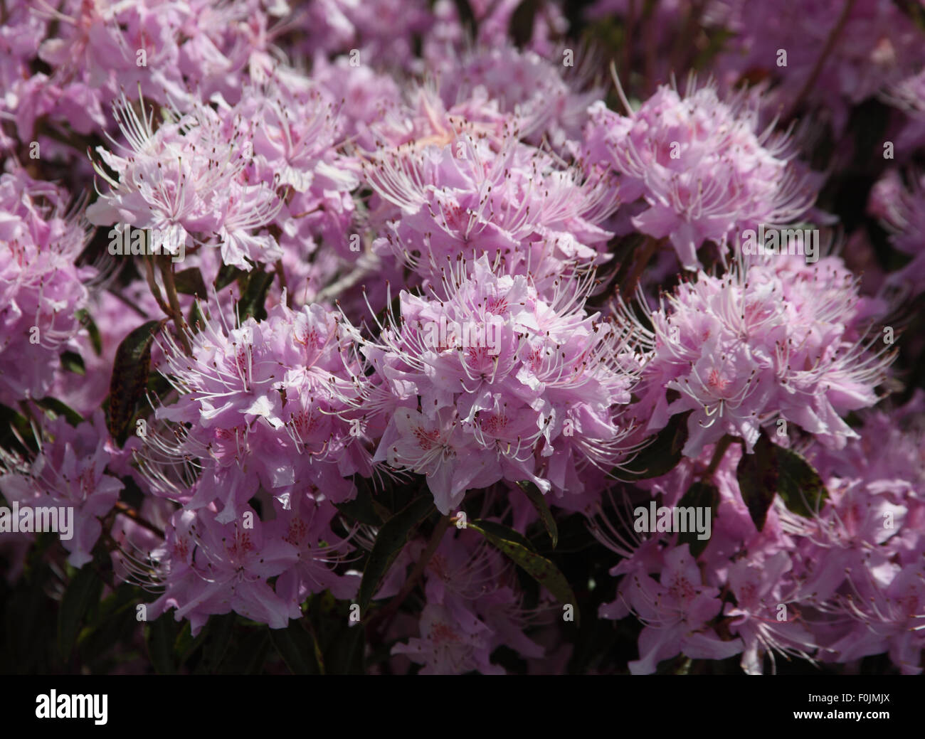 Yunnanensis hi-res stock photography and images - Alamy