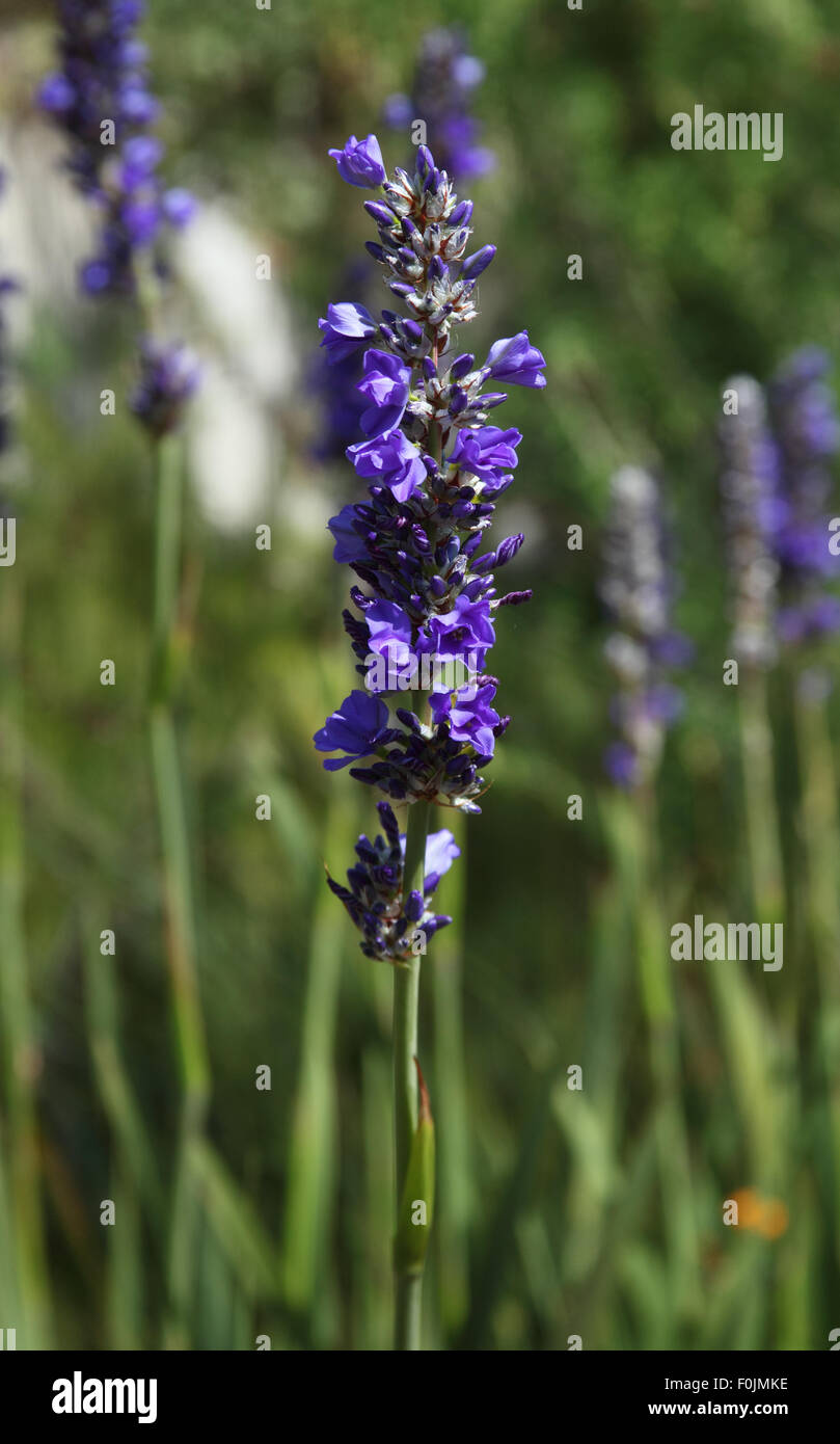 Aristea major close up of flower Stock Photo - Alamy
