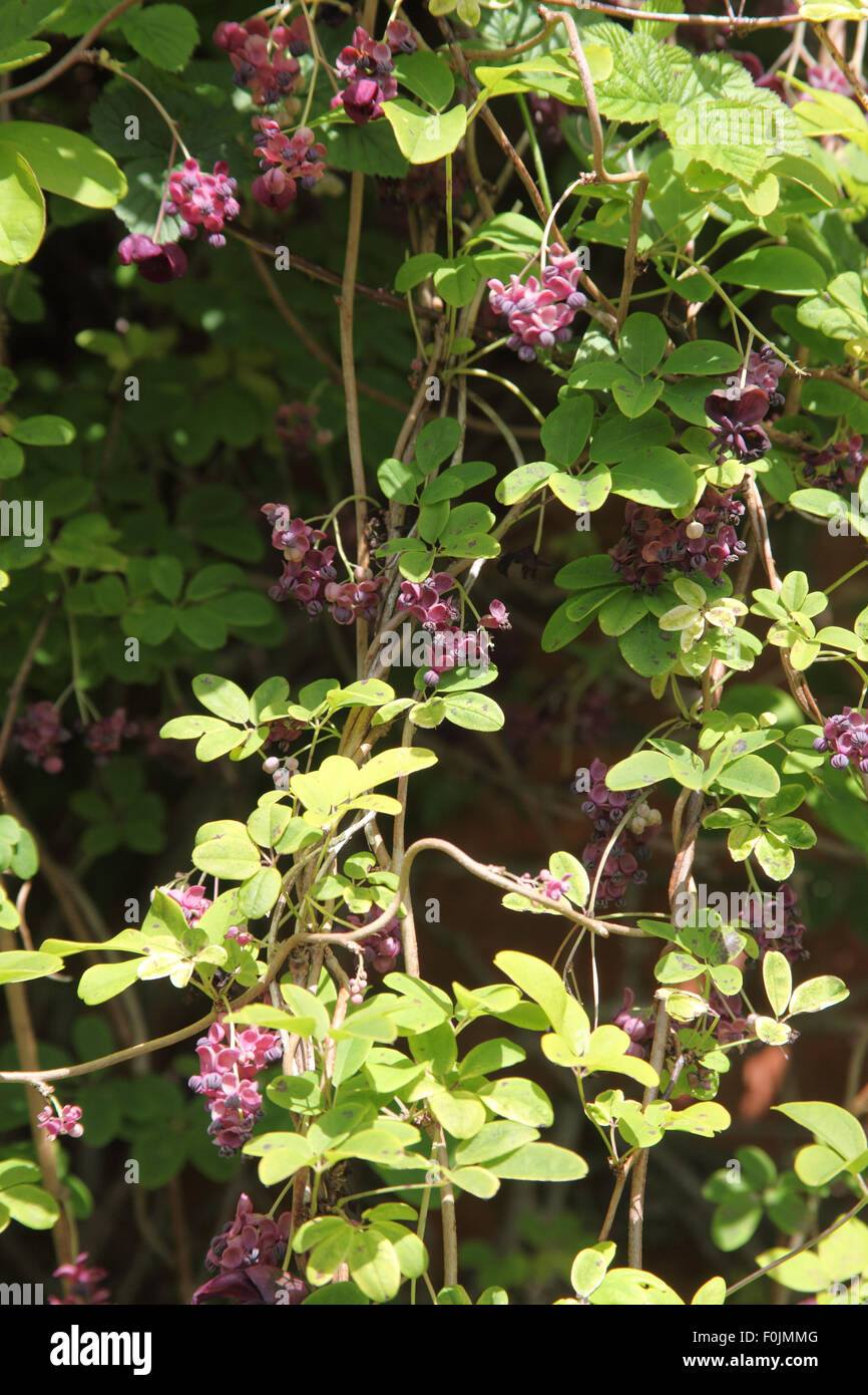 Akebia quinata plant in flower Stock Photo - Alamy