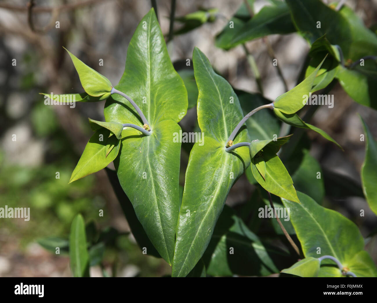 Villosus hi-res stock photography and images - Alamy