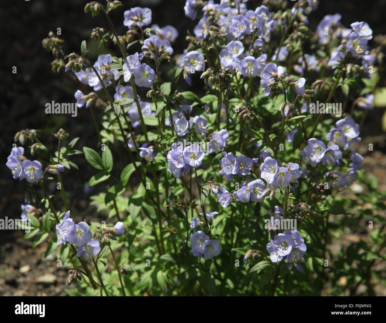 Polemonium High Resolution Stock Photography and Images - Alamy