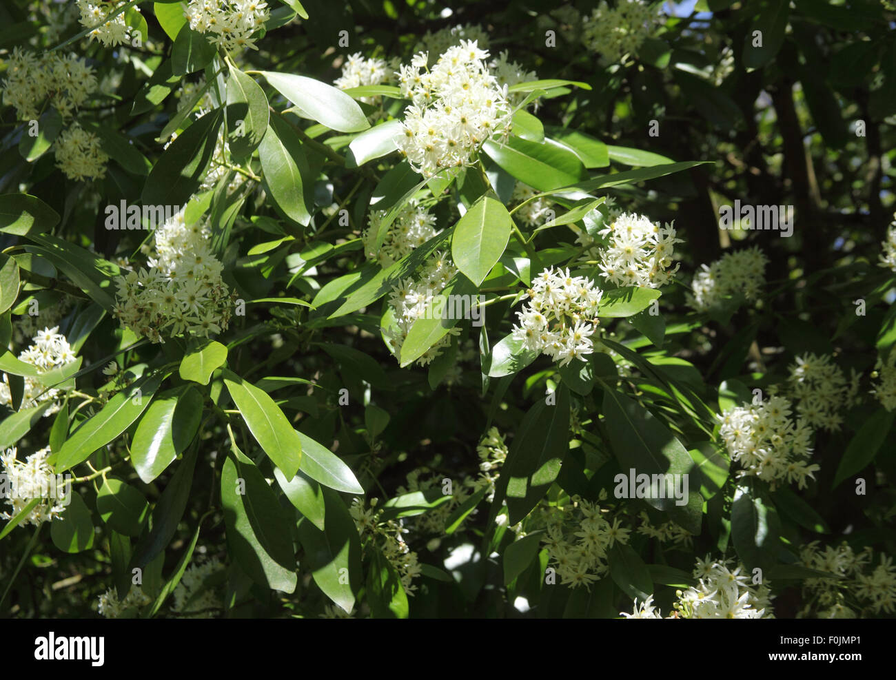 Drimys winteri tree in flower Stock Photo - Alamy