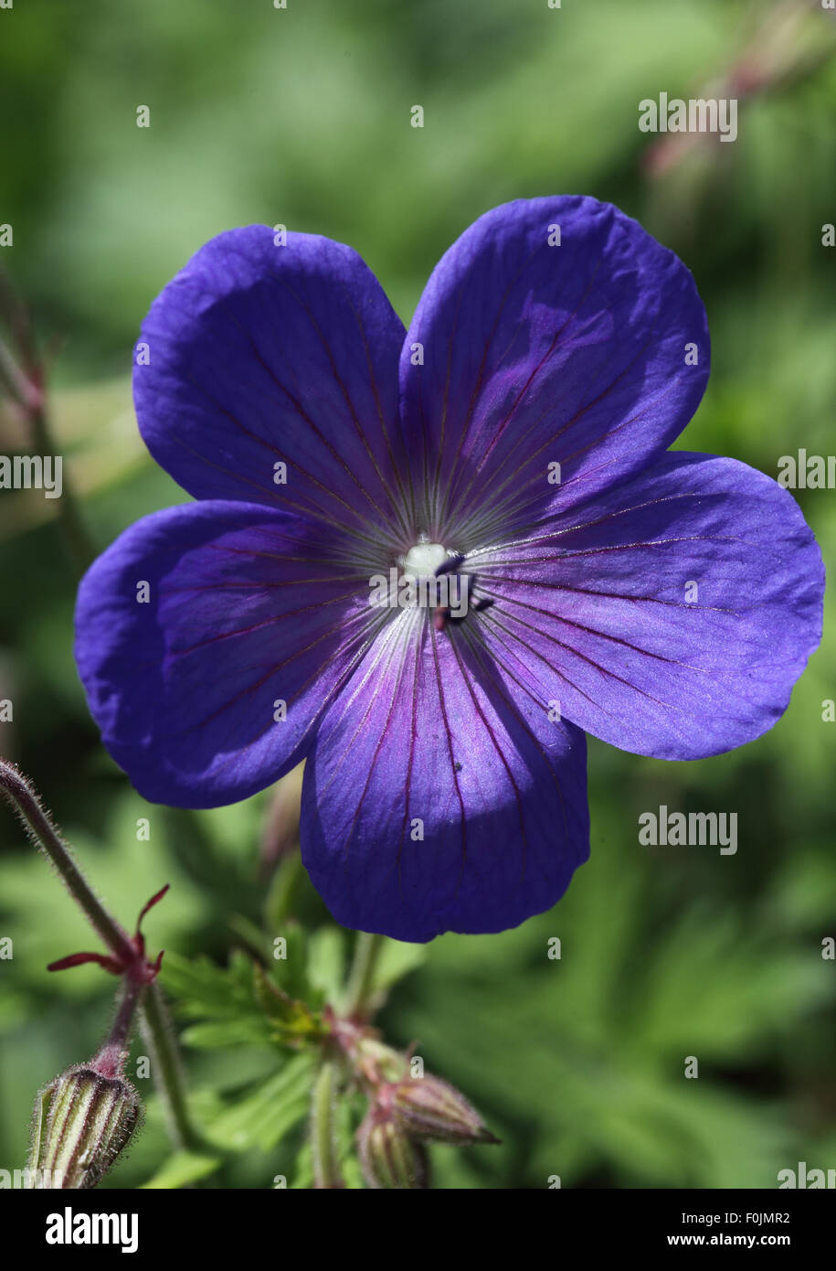 Geranium himalayense 'Gravetye' close up of flower Stock Photo - Alamy