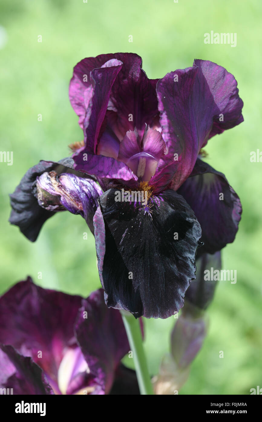 Iris 'Sable Night' close up of flower Stock Photo - Alamy