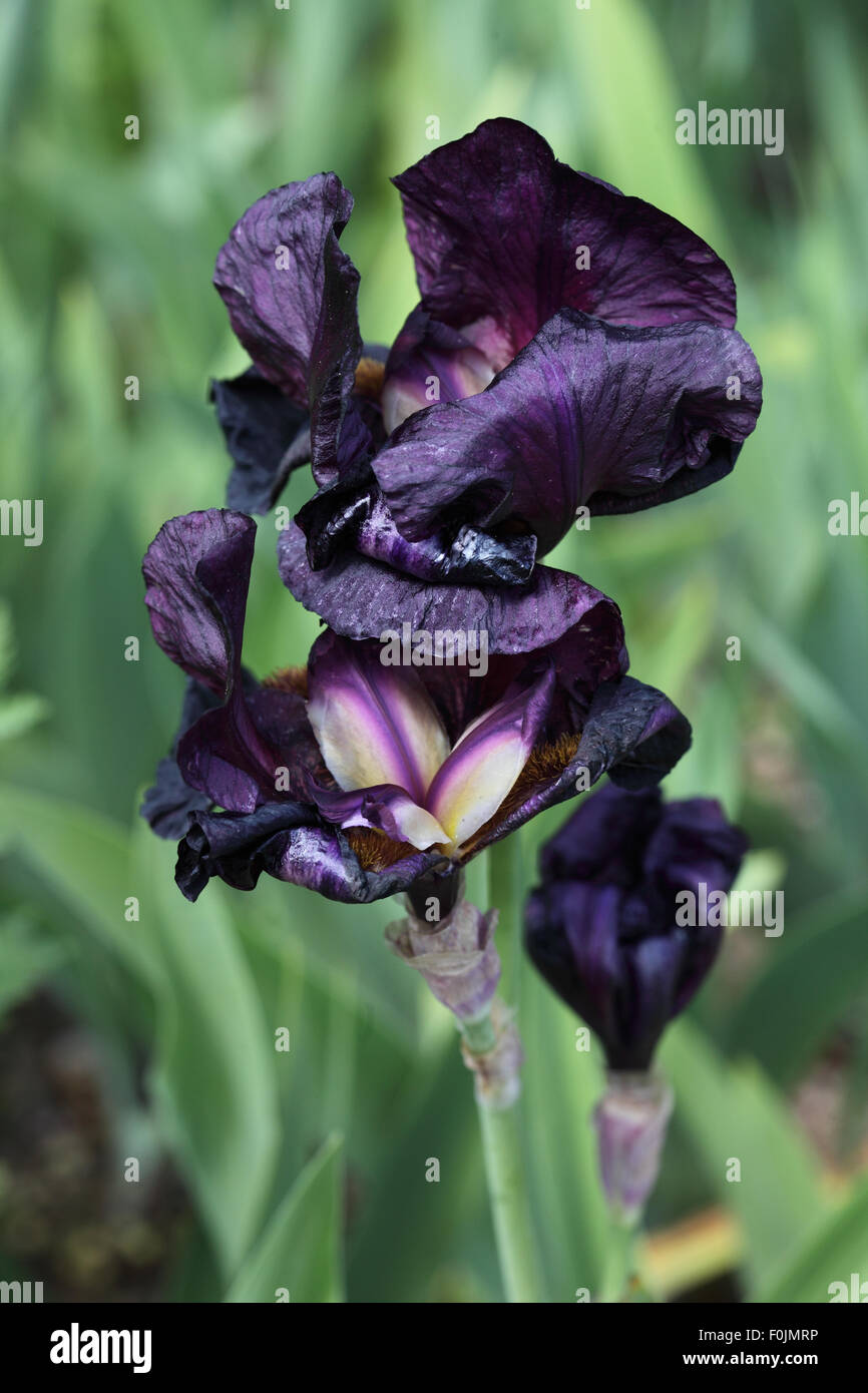 Iris 'Sable Night' close up of flower Stock Photo - Alamy