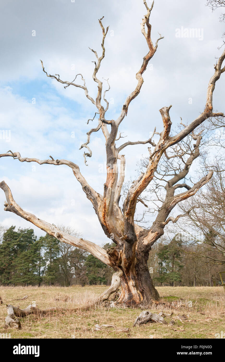 Dead standing oak tree hi-res stock photography and images - Alamy