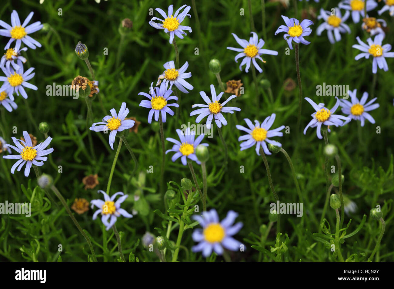 Felicia amoena plant in flower Stock Photo - Alamy