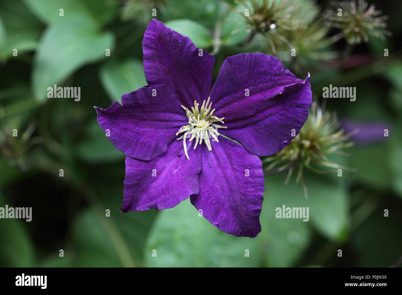 Clematis 'Viola' close up of flower Stock Photo - Alamy