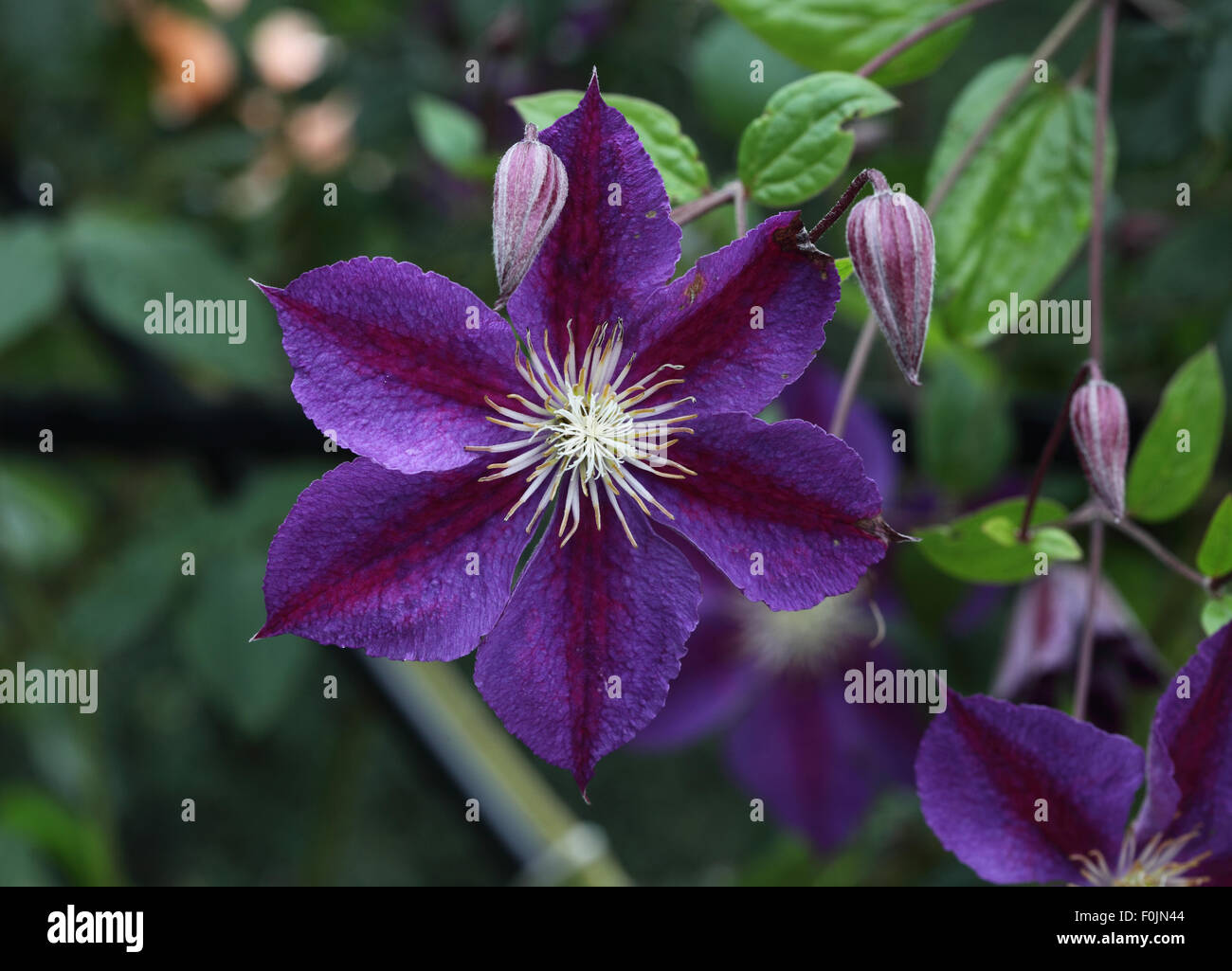 Clematis 'Star of India' close up of flower Stock Photo - Alamy