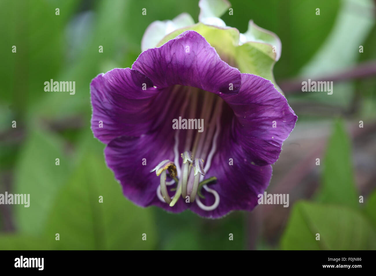 Cobea hi-res stock photography and images - Alamy