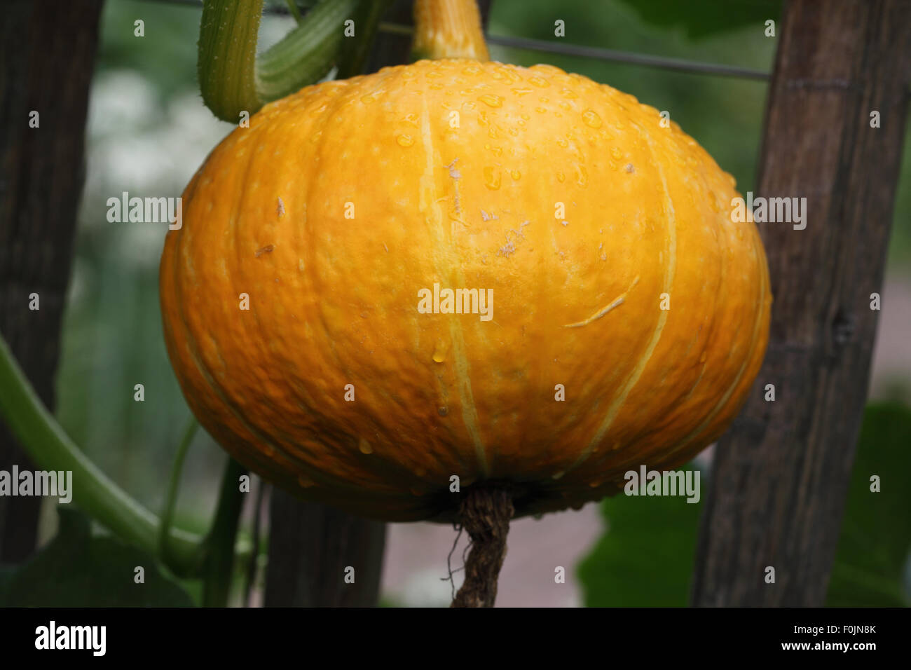 Cucurbita maxima 'Orange Queen' Squash close up of mature fruit Stock ...