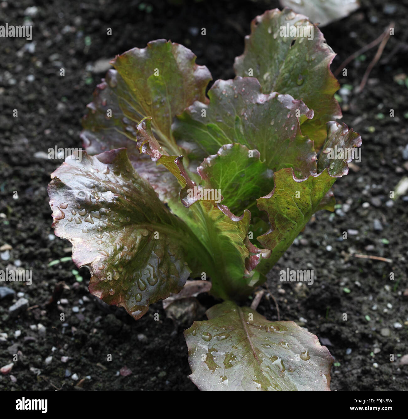 Lactuca sativa 'Red Iceberg' Lettuce close up of plant Stock Photo - Alamy