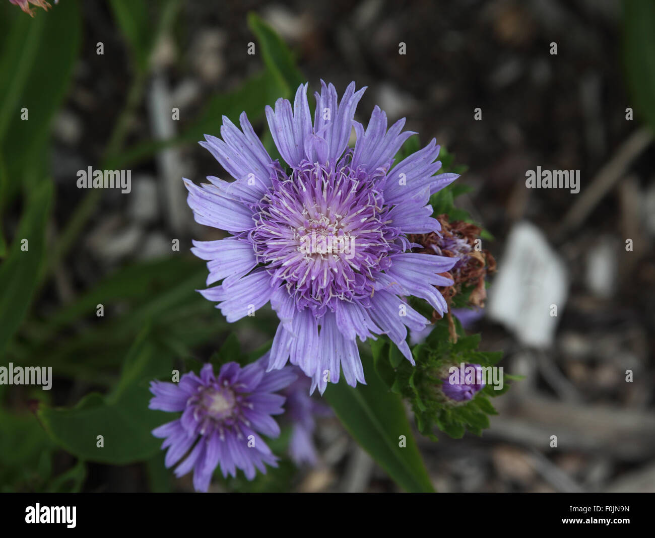 Stokesia laevis blue star hi-res stock photography and images - Alamy