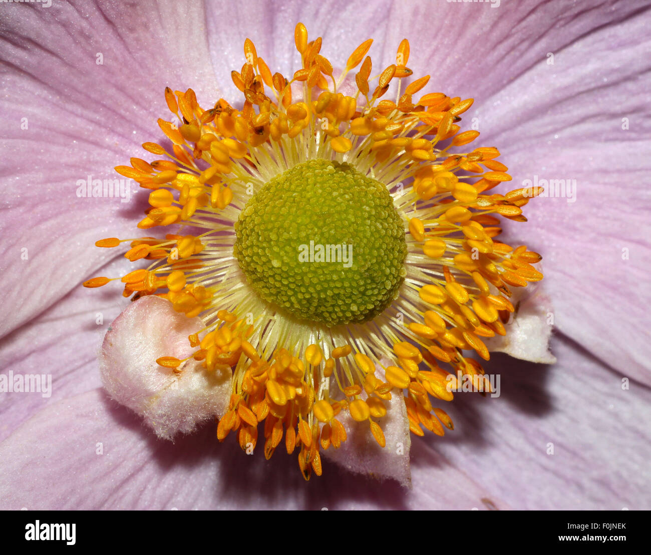 Flower yellow center pink petals hi-res stock photography and images ...