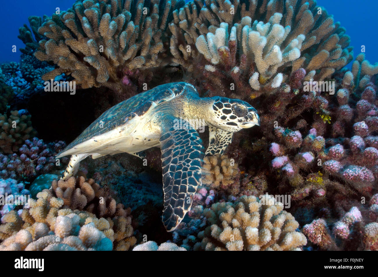 HAWKBILL SEA TURTLE STAY QUIET ON THE CORAL REEF Stock Photo - Alamy