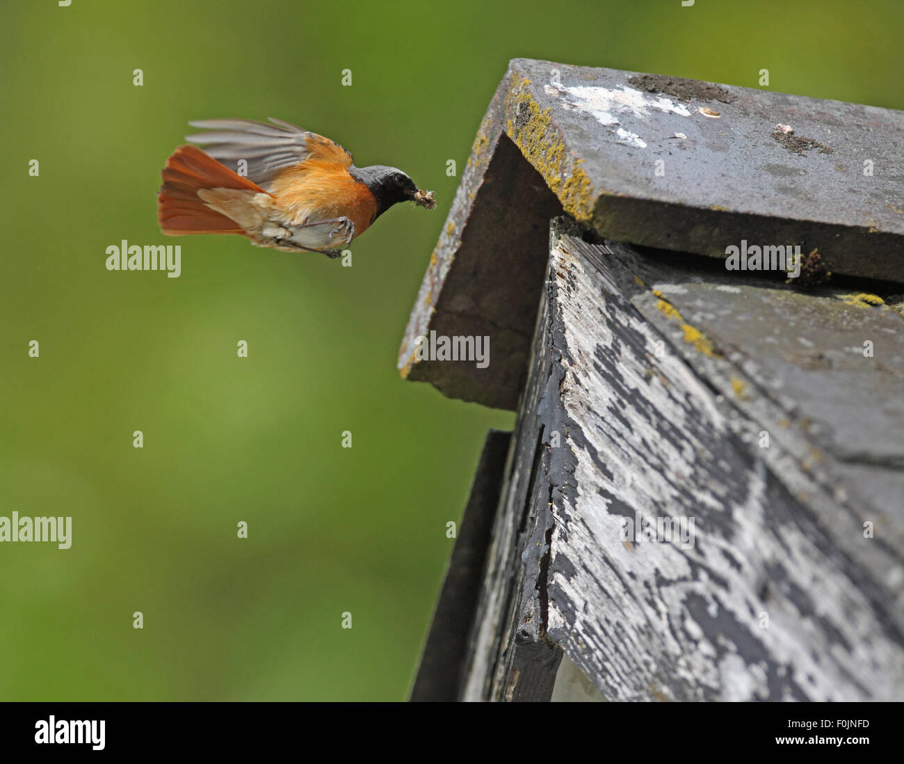 Redstart Phoenicurus phoenicurus Male flyimg to nest hole in barn Stock ...