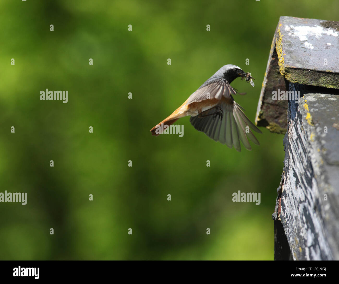 Redstart Phoenicurus phoenicurus Male flyimg to nest hole in barn with ...